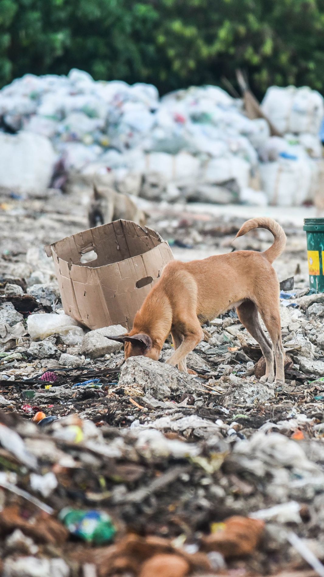 Closing Boracay: The Environment