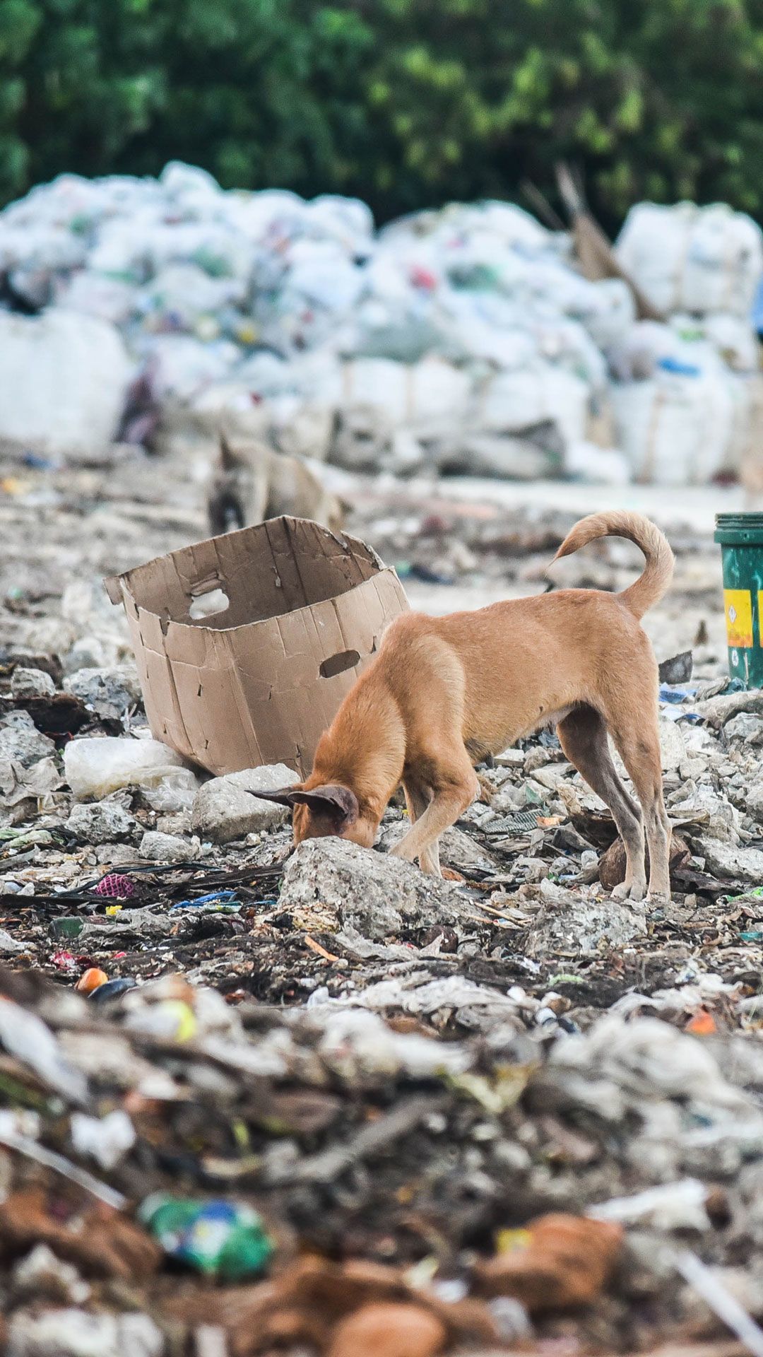 Closing Boracay: The Environment
